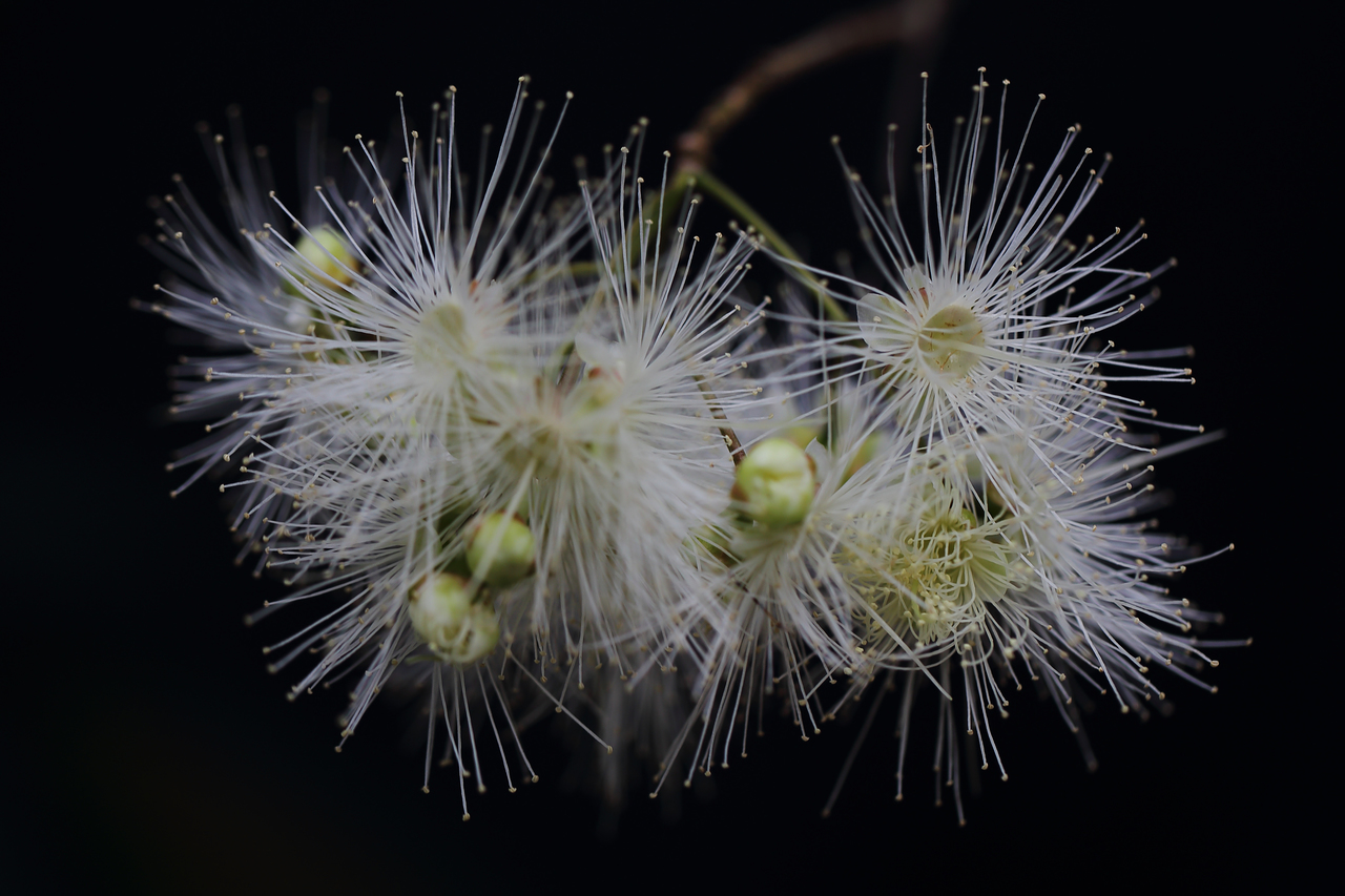 Project Identification Form | Ti Tree Bioenergy Funding Submissions ...